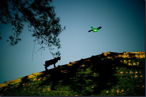 Kitty Stampede: How to be Alone